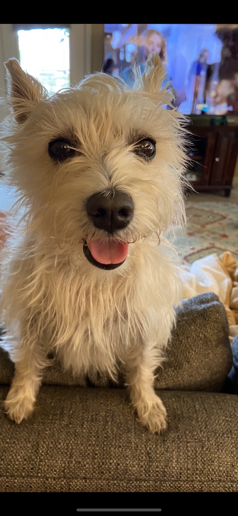 Stella Mae – WestieMed